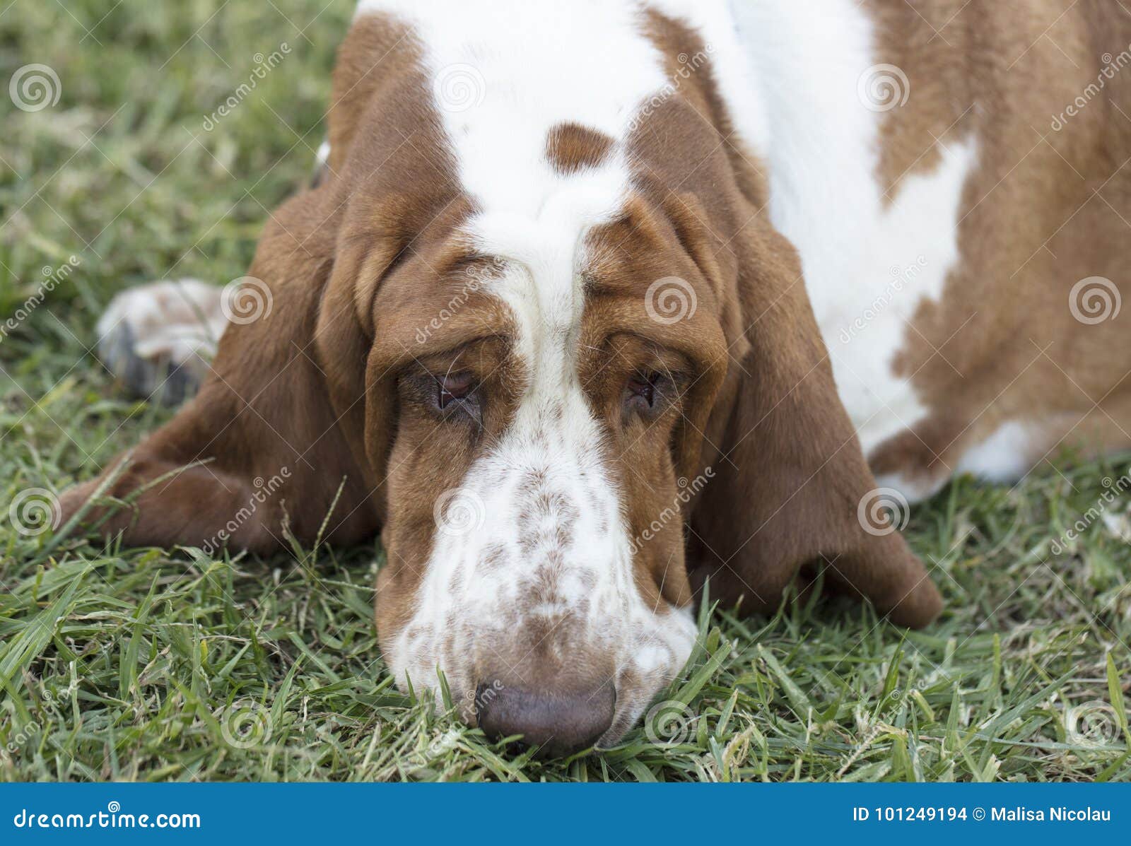 Brown Y Perro Manchado Blanco De Basset Hound Foto de archivo - Imagen ...