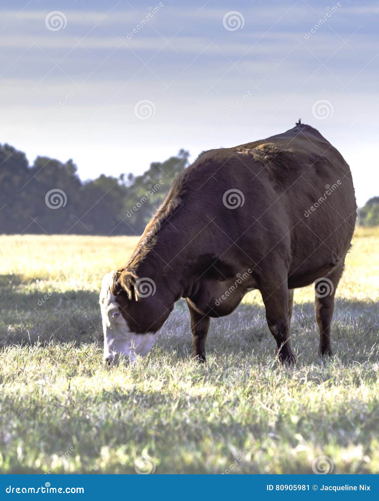 Brown Y Vaca De Ganado Blanca Que Pastan - Vertical Imagen de archivo ...