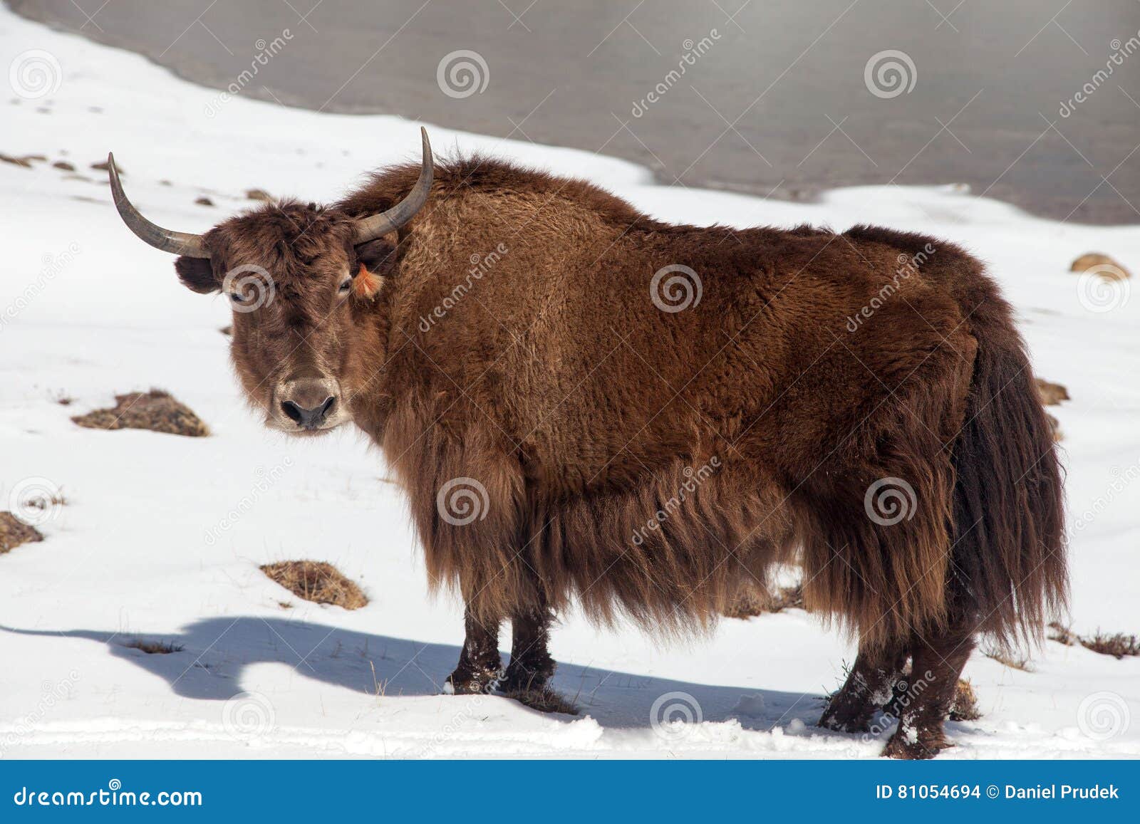 Brown Yak on Snow Background Stock Photo - Image of countryside ...