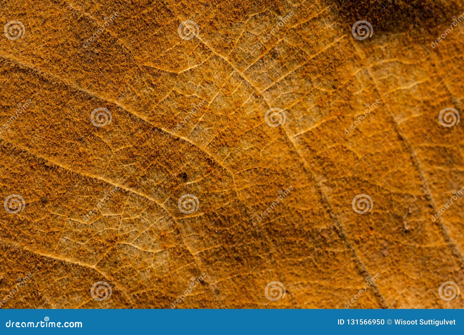Surface Dry Brown Leaf Texture Stock Photo - Image of botanical ...