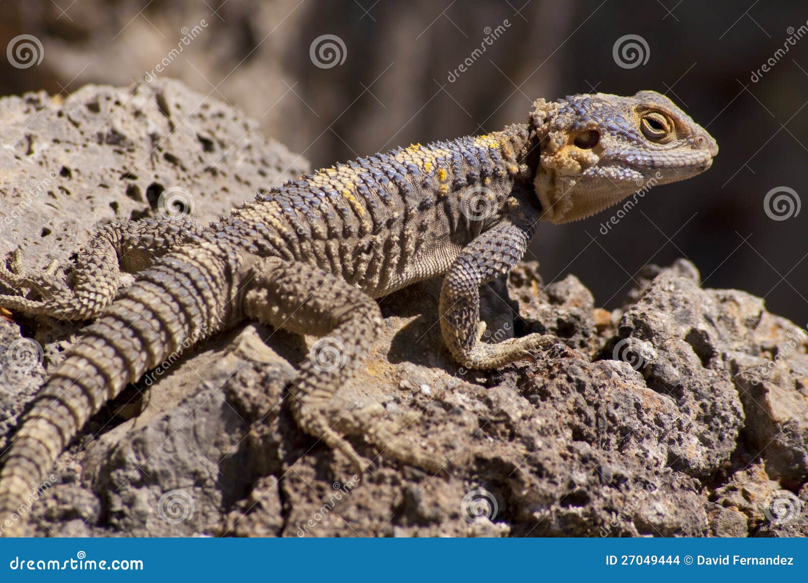 Brown, Yellow and Blue Lizard on Volcanic Rocks Stock Photo - Image of ...