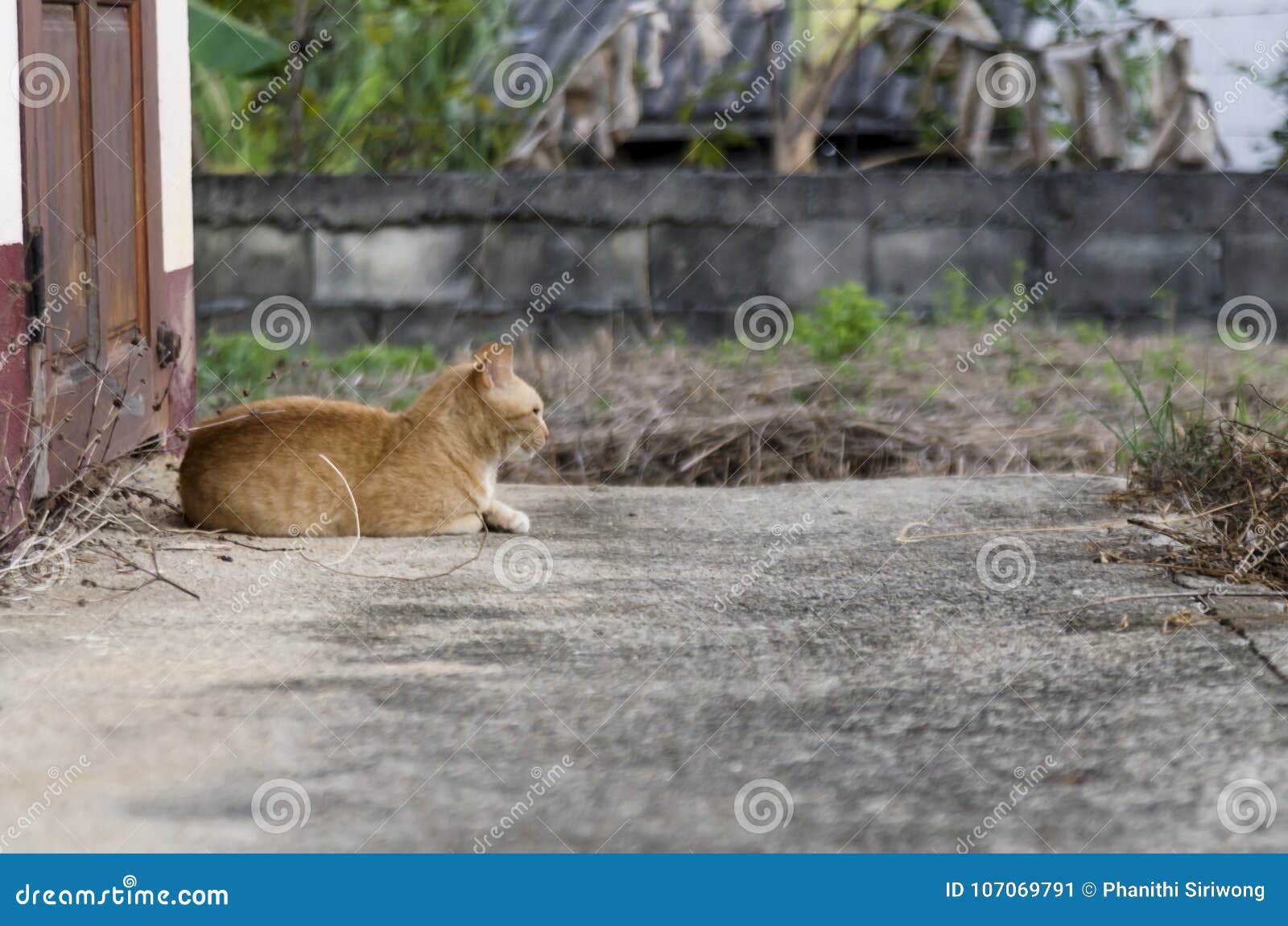 Brown and Yellow Cat are Squat on the Floor Stock Image - Image of hair ...