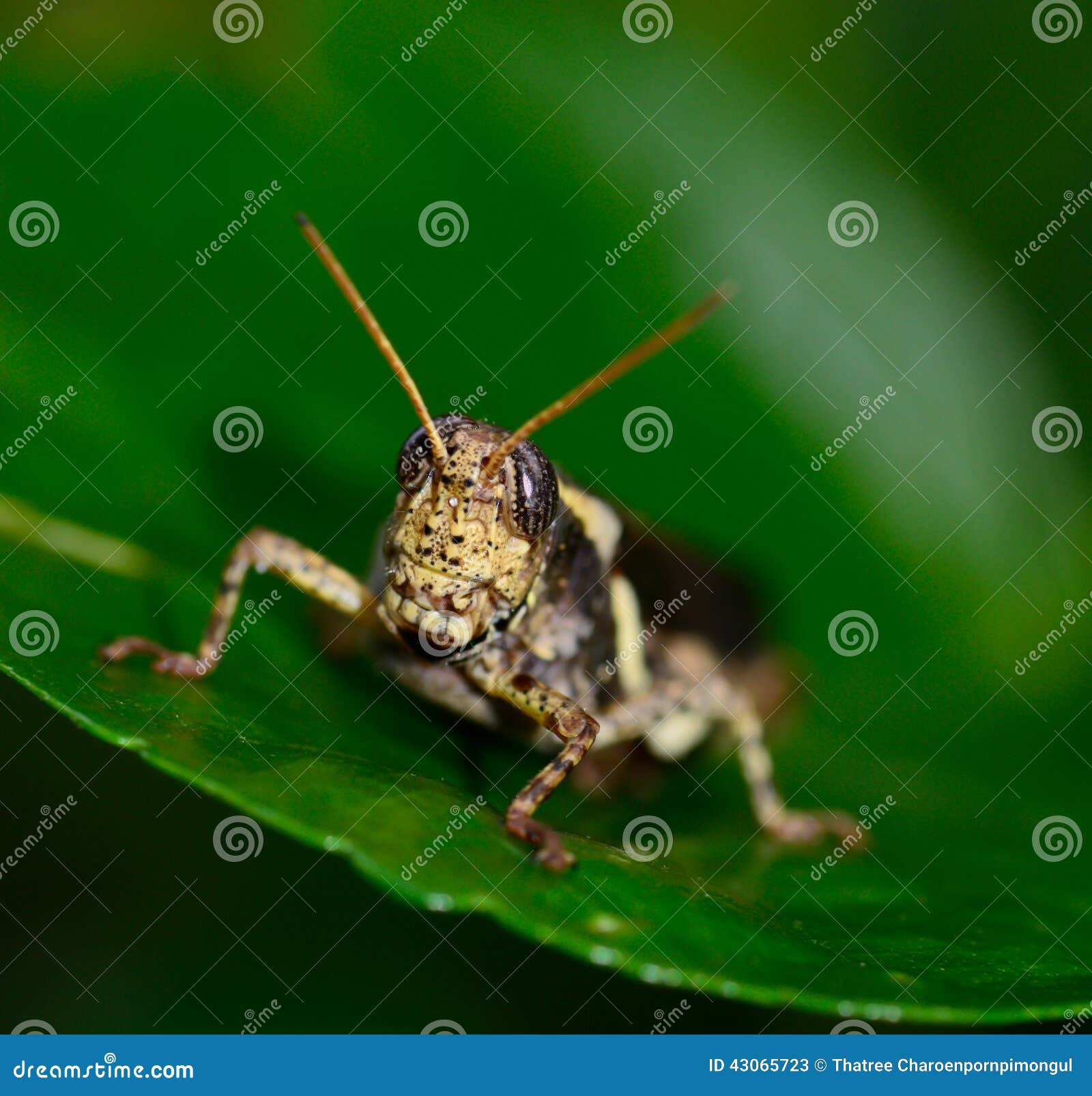 401 Grasshopper Standing Green Leaf Stock Photos - Free & Royalty-Free ...