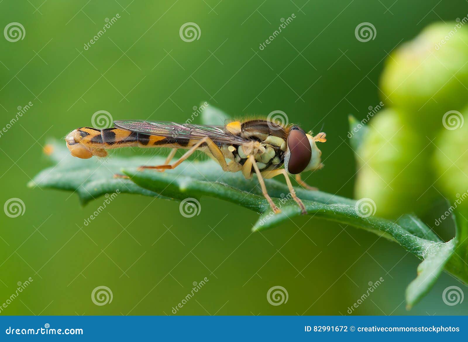 Brown And Yellow Robber Fly Perched On Green Leaf During Daytime ...