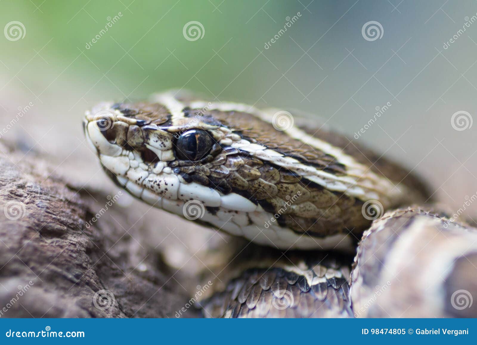 Brown and Yellow Snake Head. Stock Image - Image of rolled, resting ...