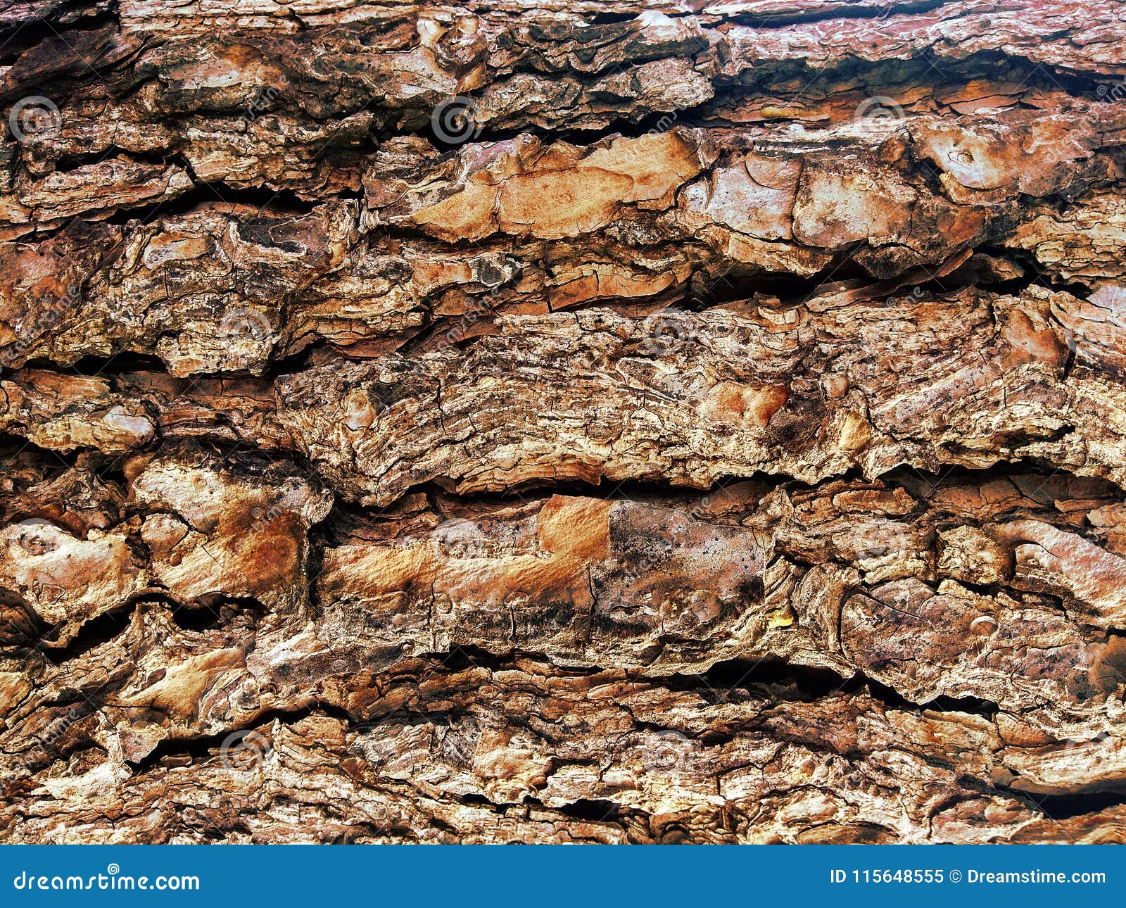 A tree brown bark texture stock image. Image of textured - 115648555