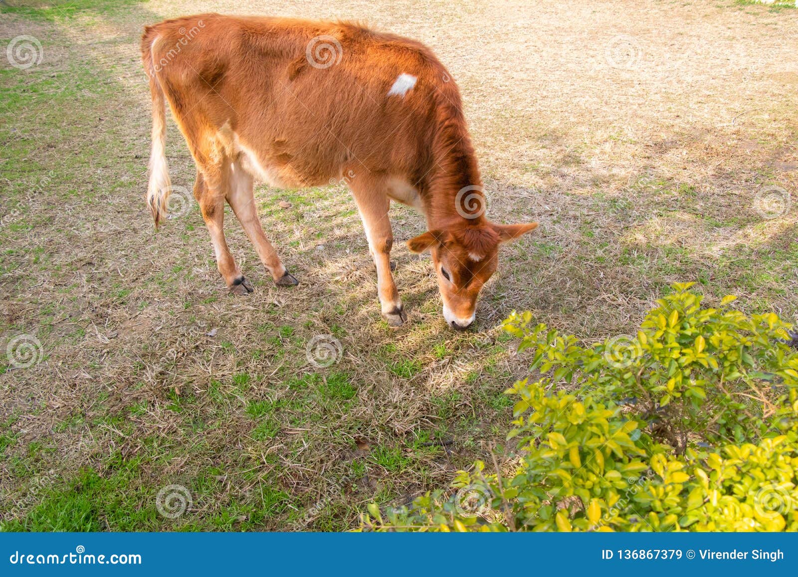 Young Cow Calf Eating Grass in the Ground Stock Image - Image of field ...