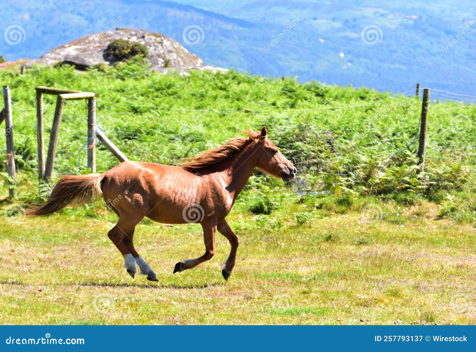 Brown Young Horse Running in Greenery Field Stock Image - Image of ...