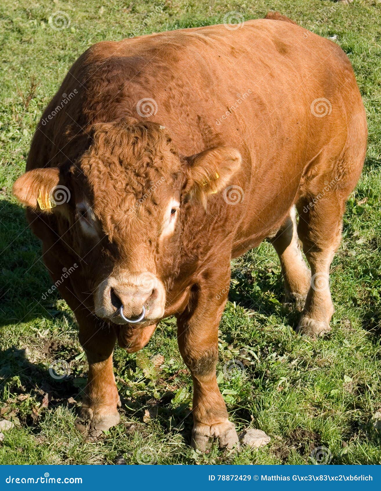 Brown young rind stock image. Image of grass, highland - 78872429