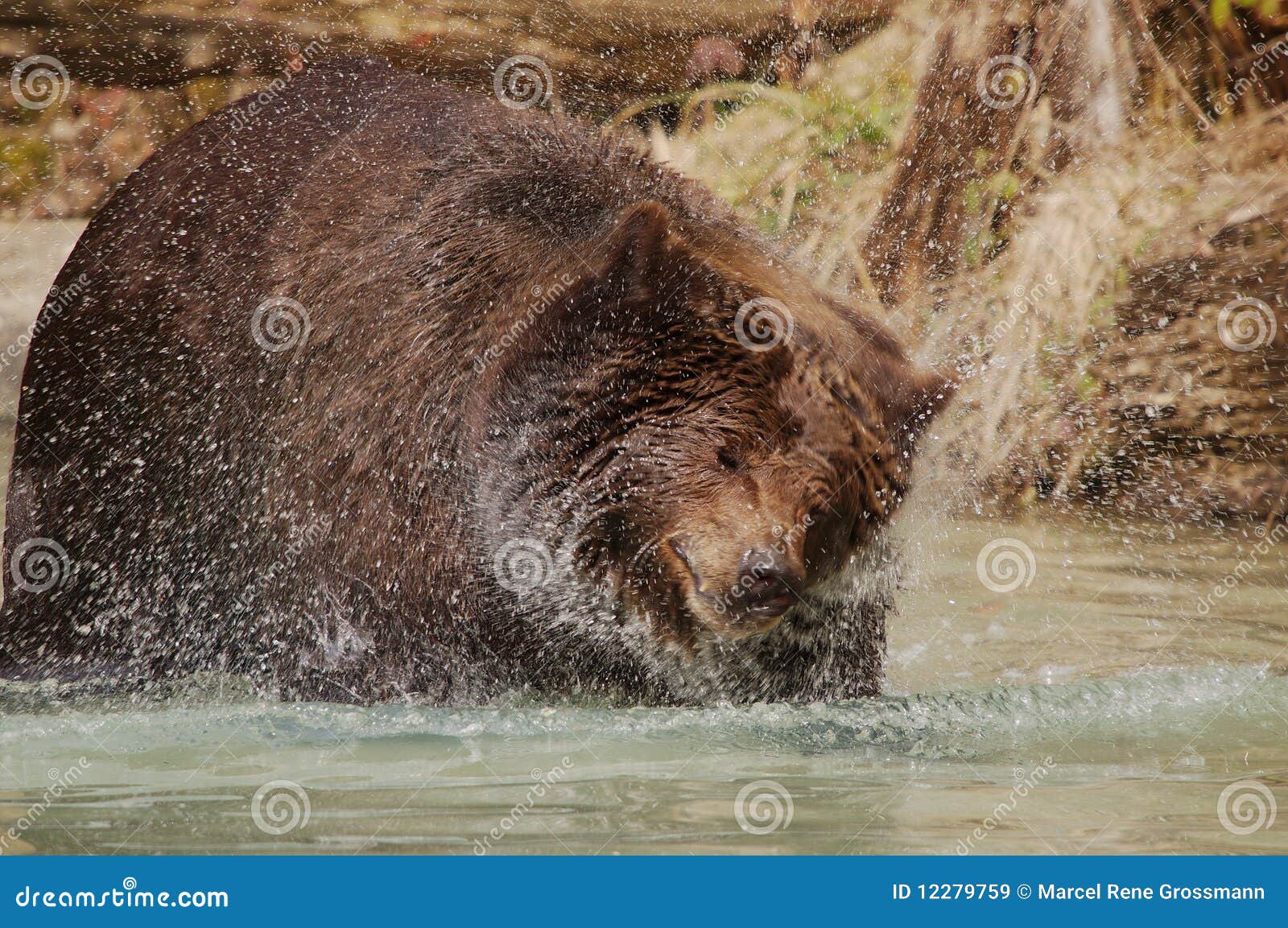 Brownbear stock image. Image of brownbear, america, eyes - 12279759