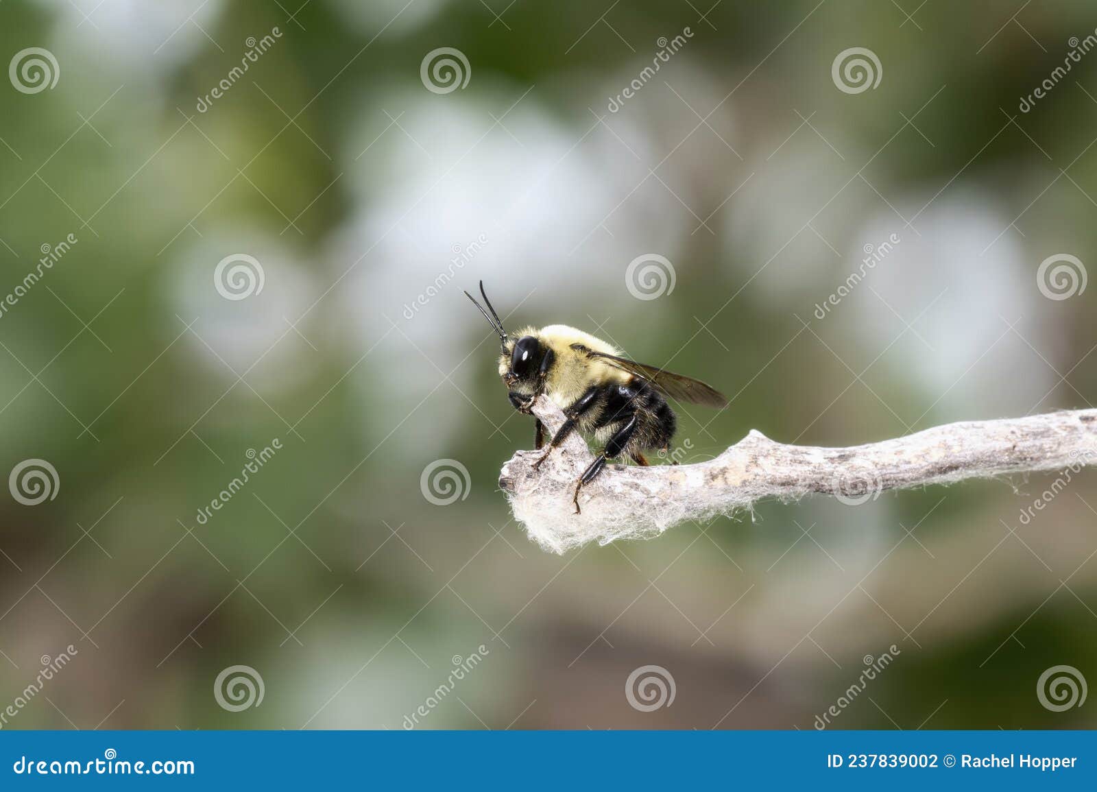 A Brownbelted Bumble Bee Bombus Griseocollis Perched on the End of a ...