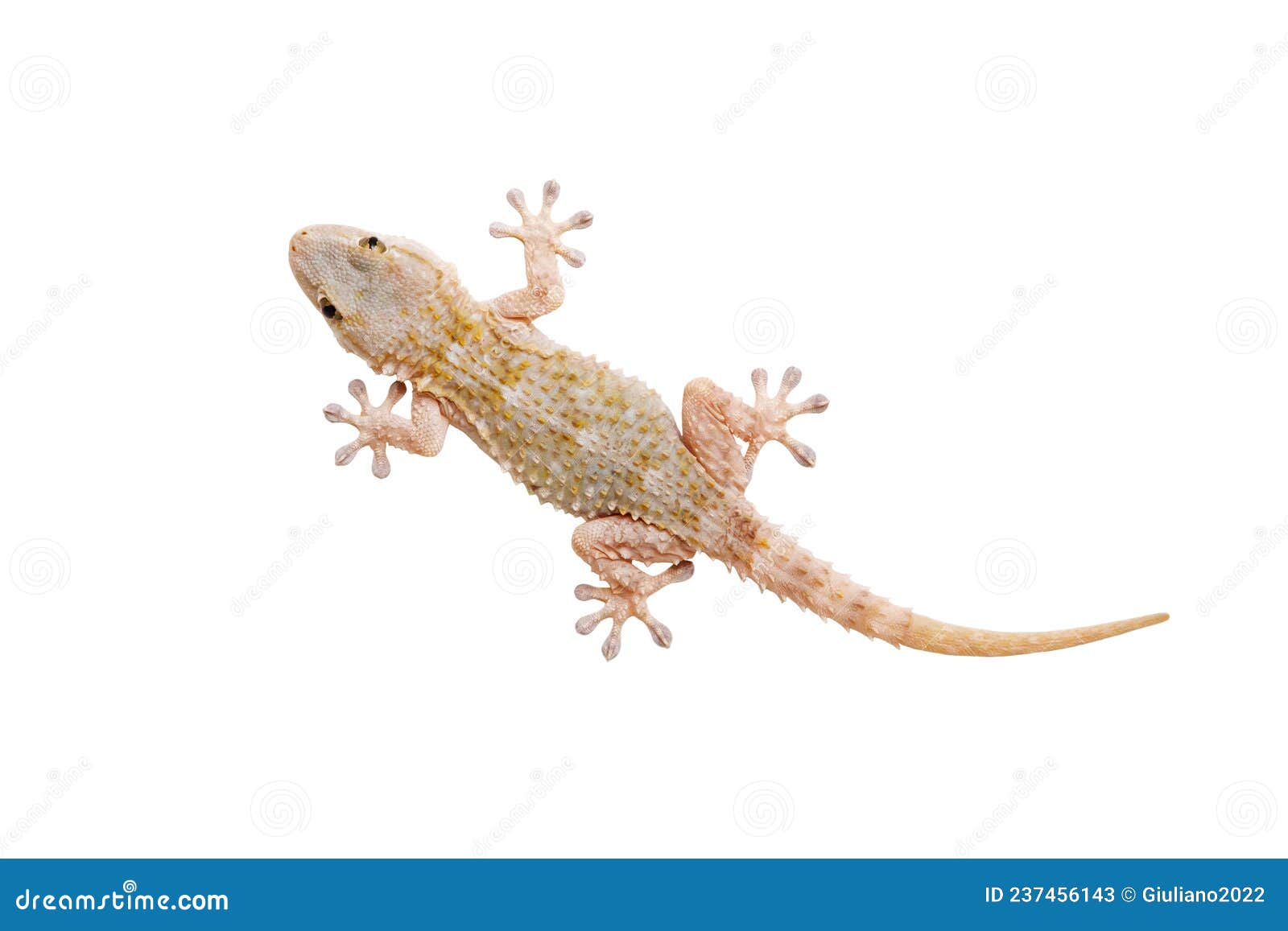 Gecko stock image. Image of framing, paws, backgroundtexture - 237456143