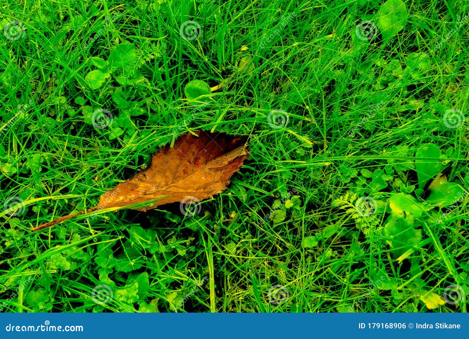 Brownish Red Tree Leaf Falls in Green Grass Stock Photo - Image of ...