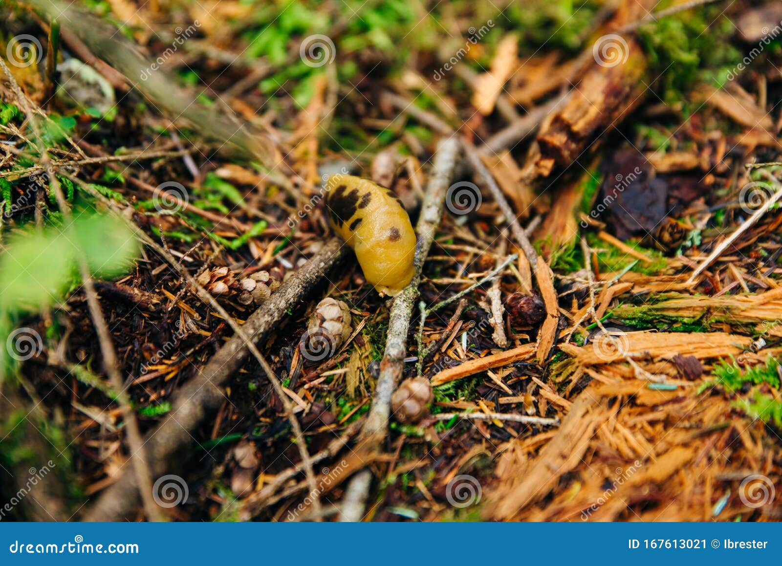 Brownish Slug in the Forest Litter, Canada Stock Image - Image of wild ...