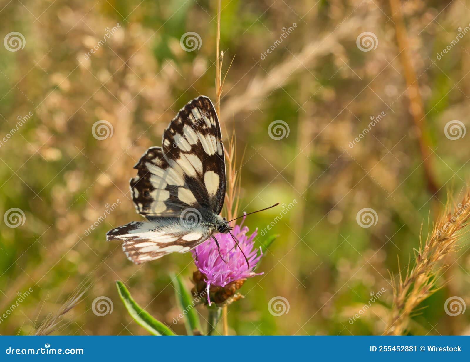 Brownish White Spotted Butterfly Stock Image - Image of insect, pink ...