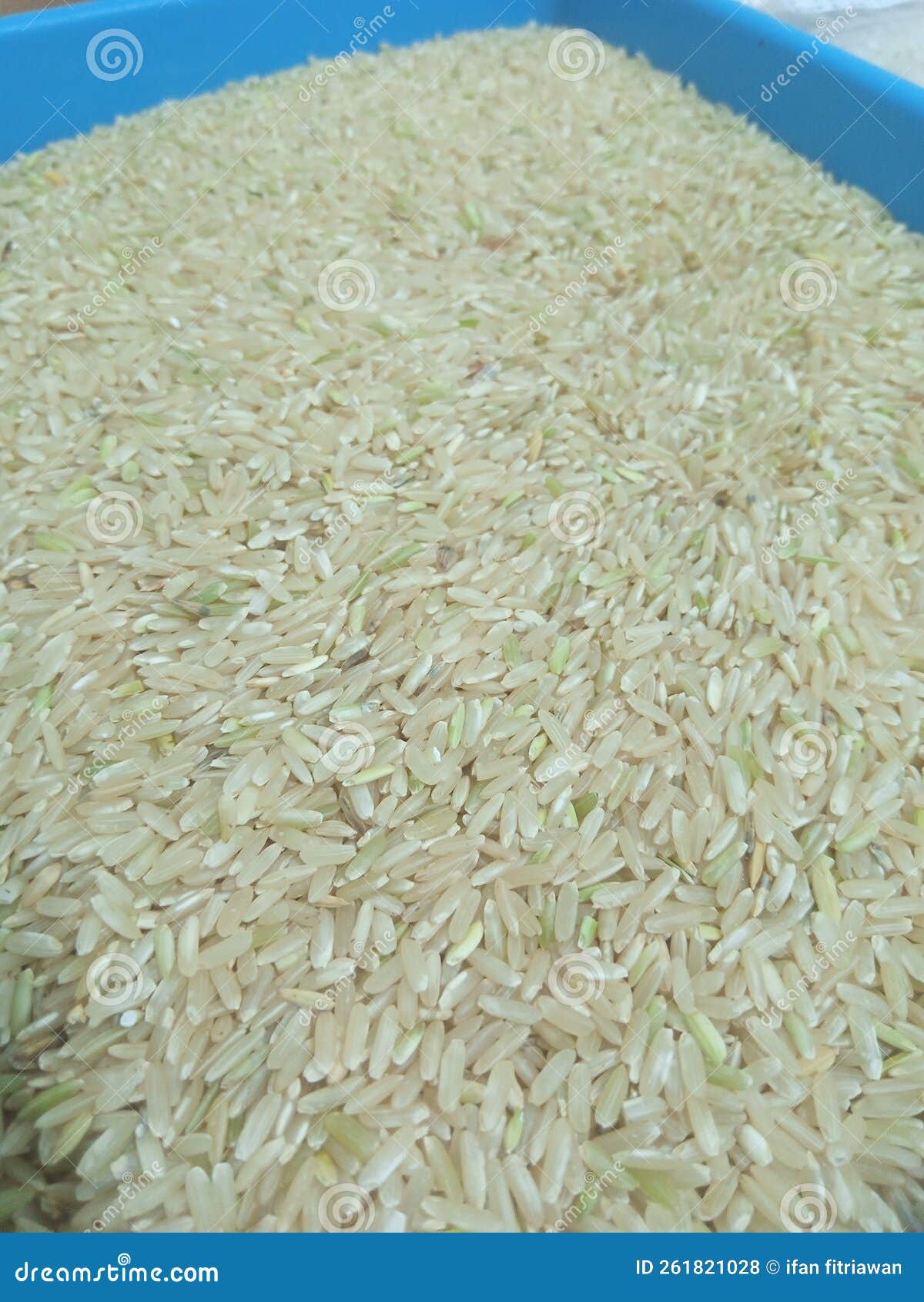 Brown Rice after Paddy, with Proses Husking Stock Photo - Image of ...