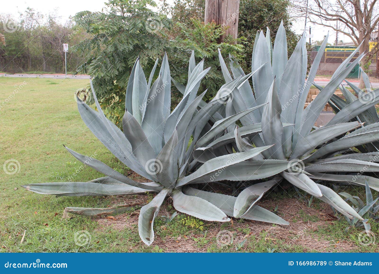 Brownsville, Texas Agave stock image. Image of landscaping - 166986789
