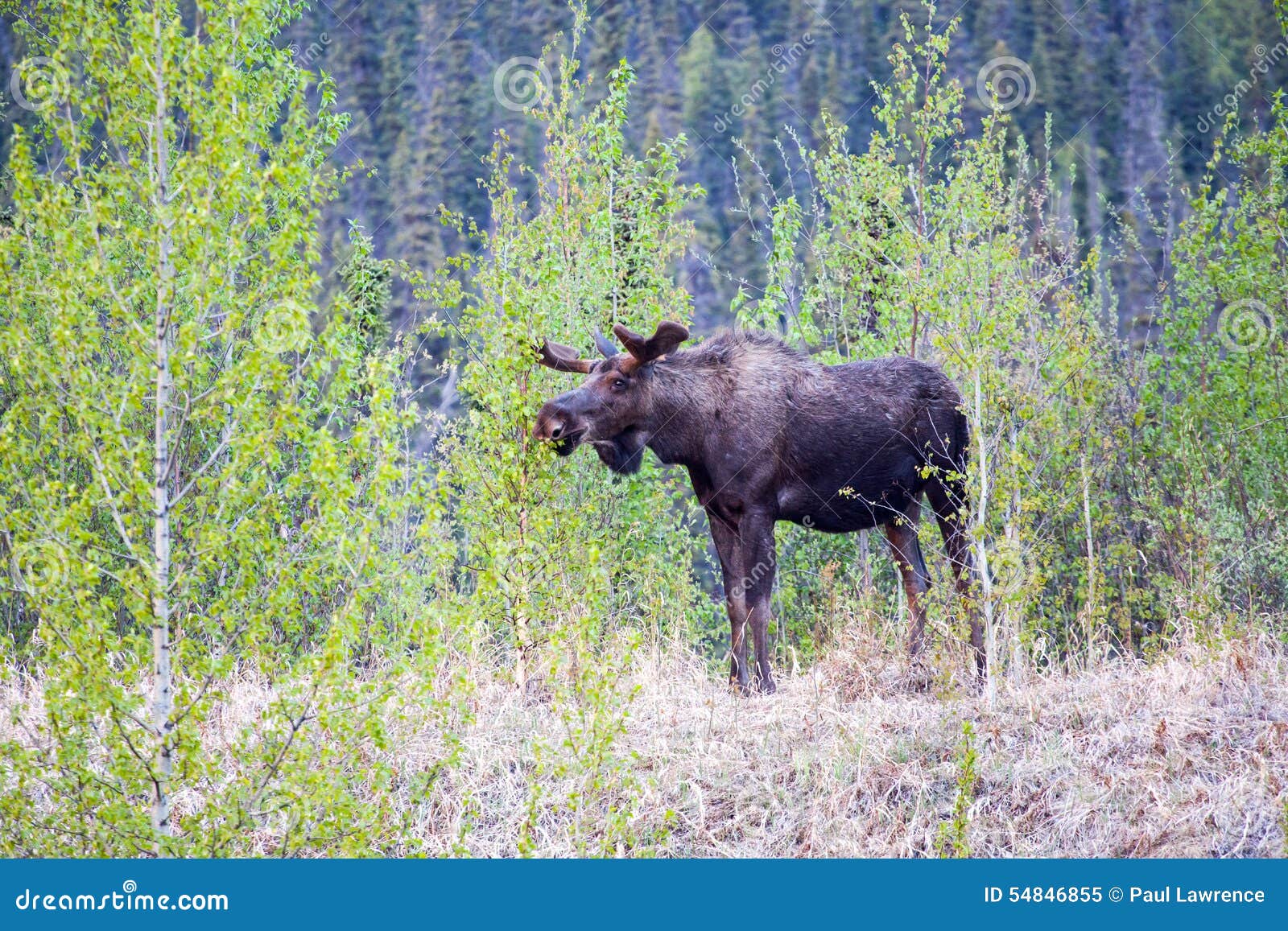 Browsing Bull Moose stock image. Image of wildlife, nature - 54846855