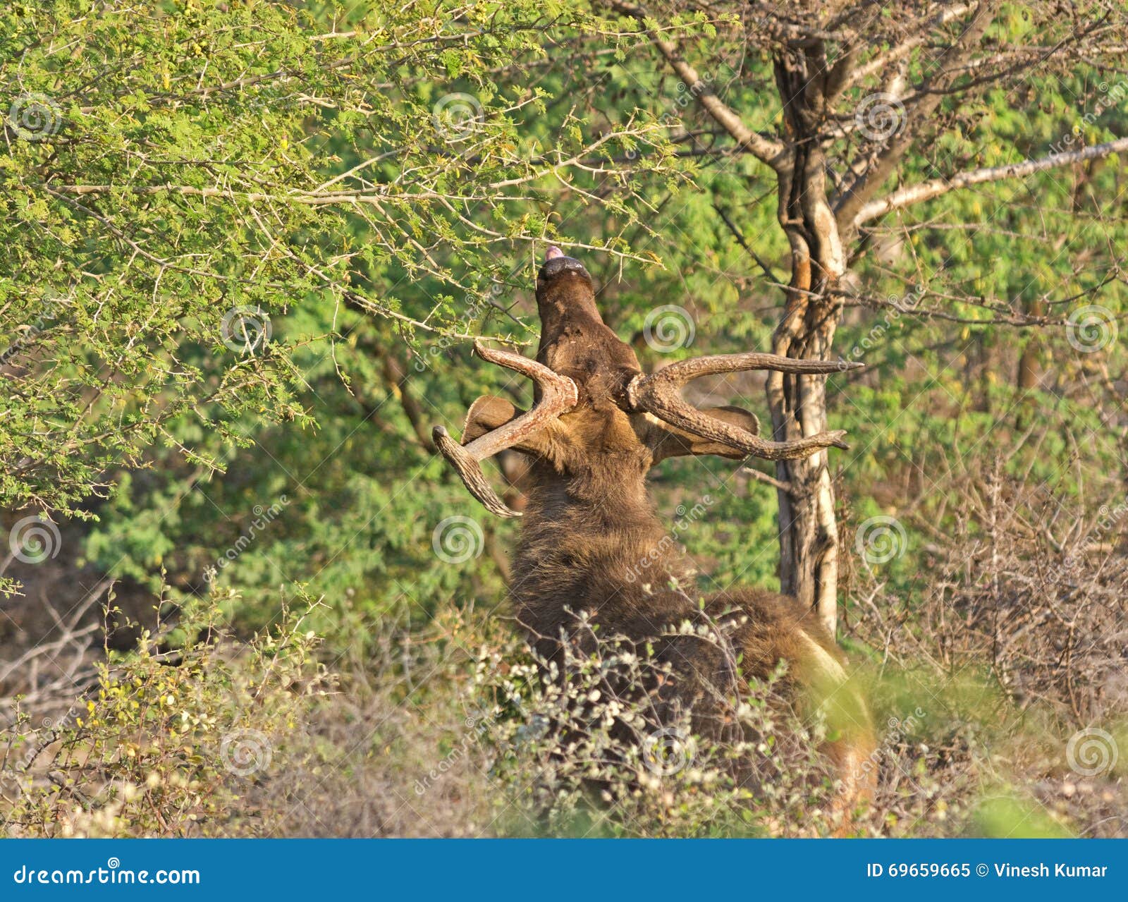 Browsing deer stock image. Image of ranthambhore, animal - 69659665