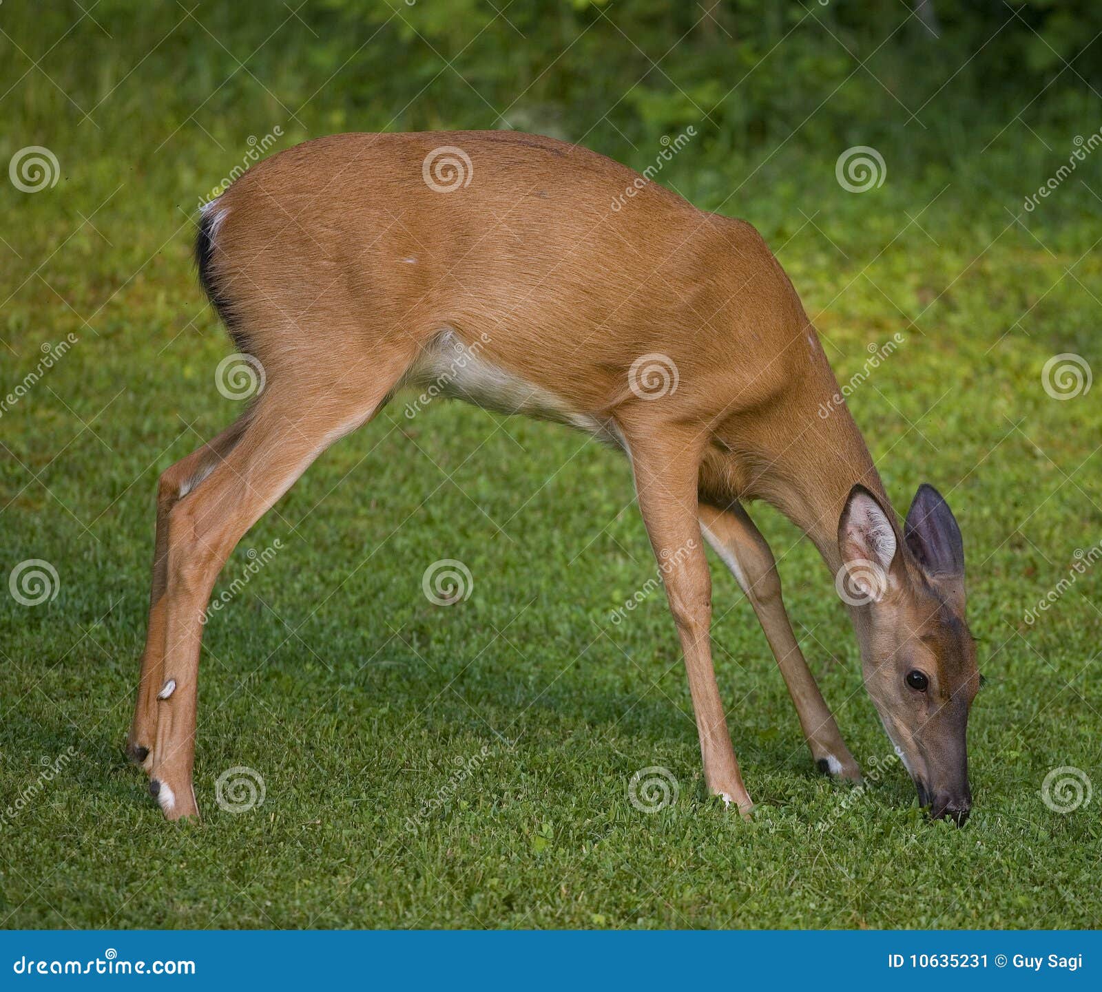 Browsing doe stock image. Image of food, whitetail, green - 10635231