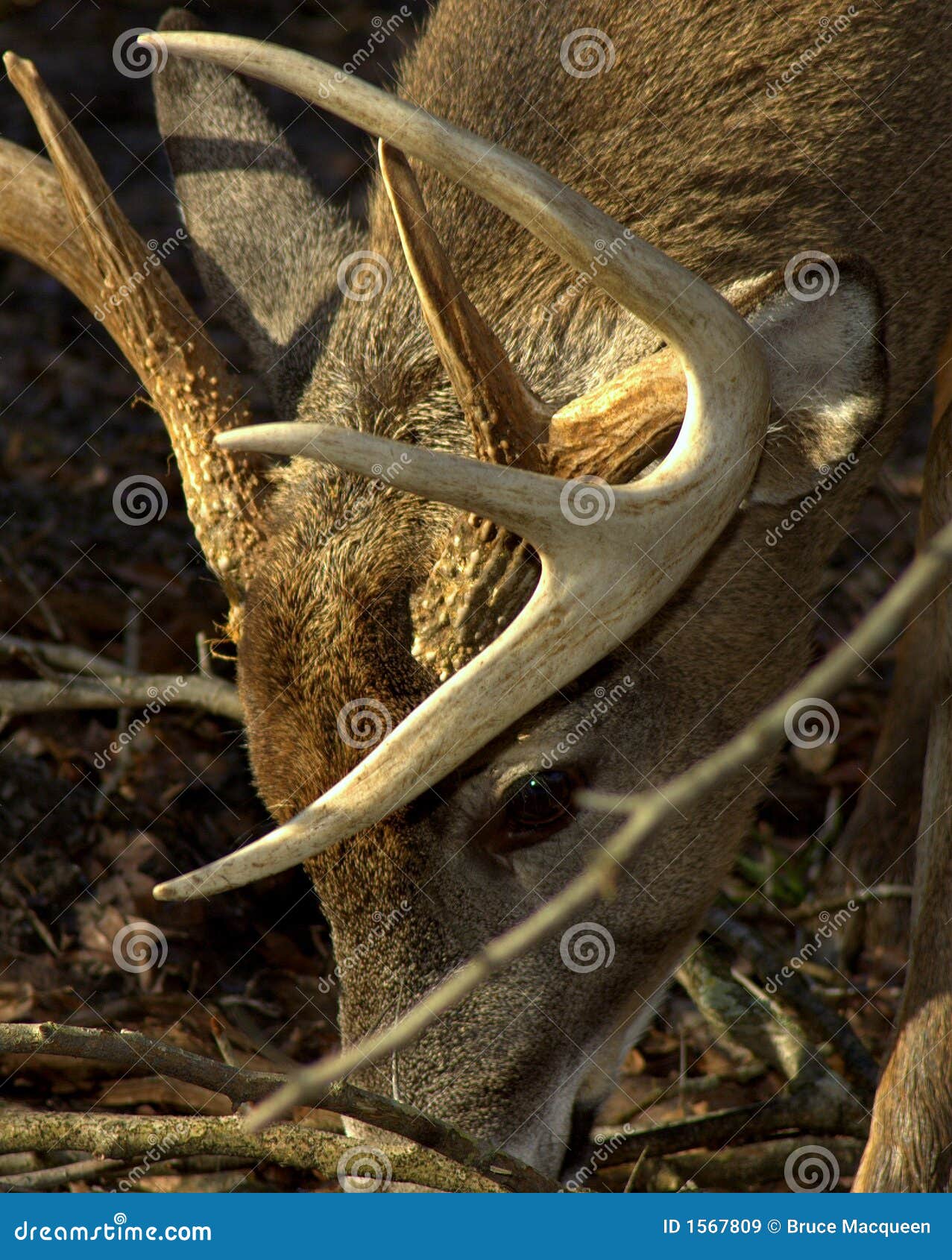 Browsing Whitetail Deer Buck Stock Image - Image of mammal, buck: 1567809