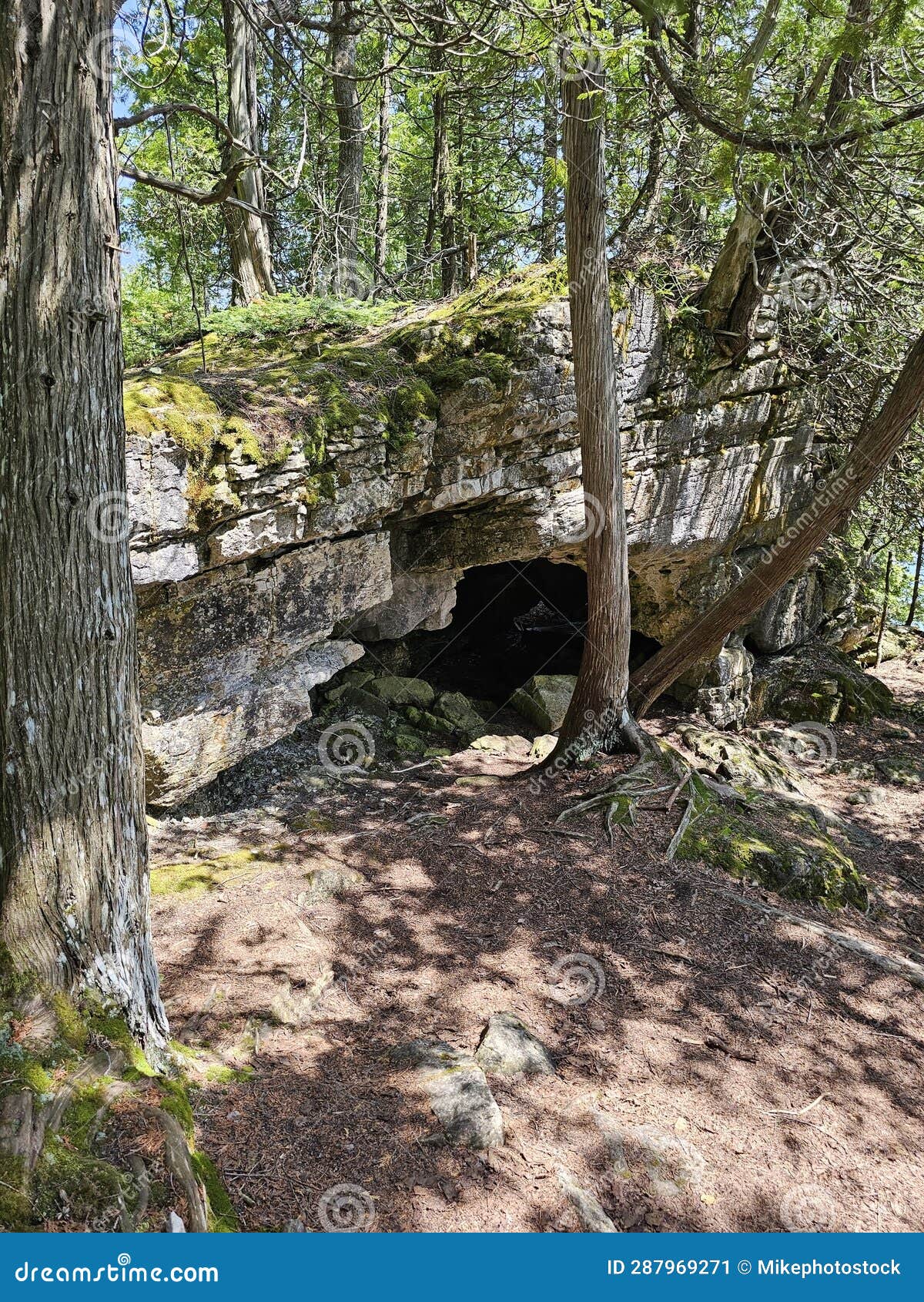 Bruce Peninsula National Park Forest Stock Image - Image of trunk, wood ...