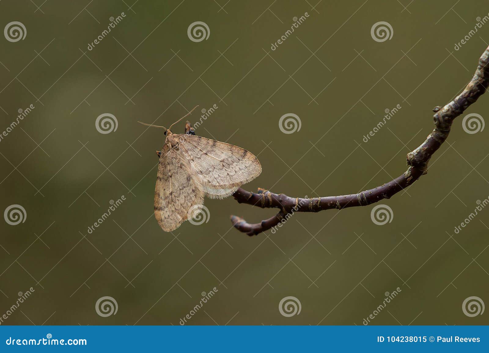 Bruce Spanworm Moth - Operophtera Bruceata Stock Image - Image of lower ...