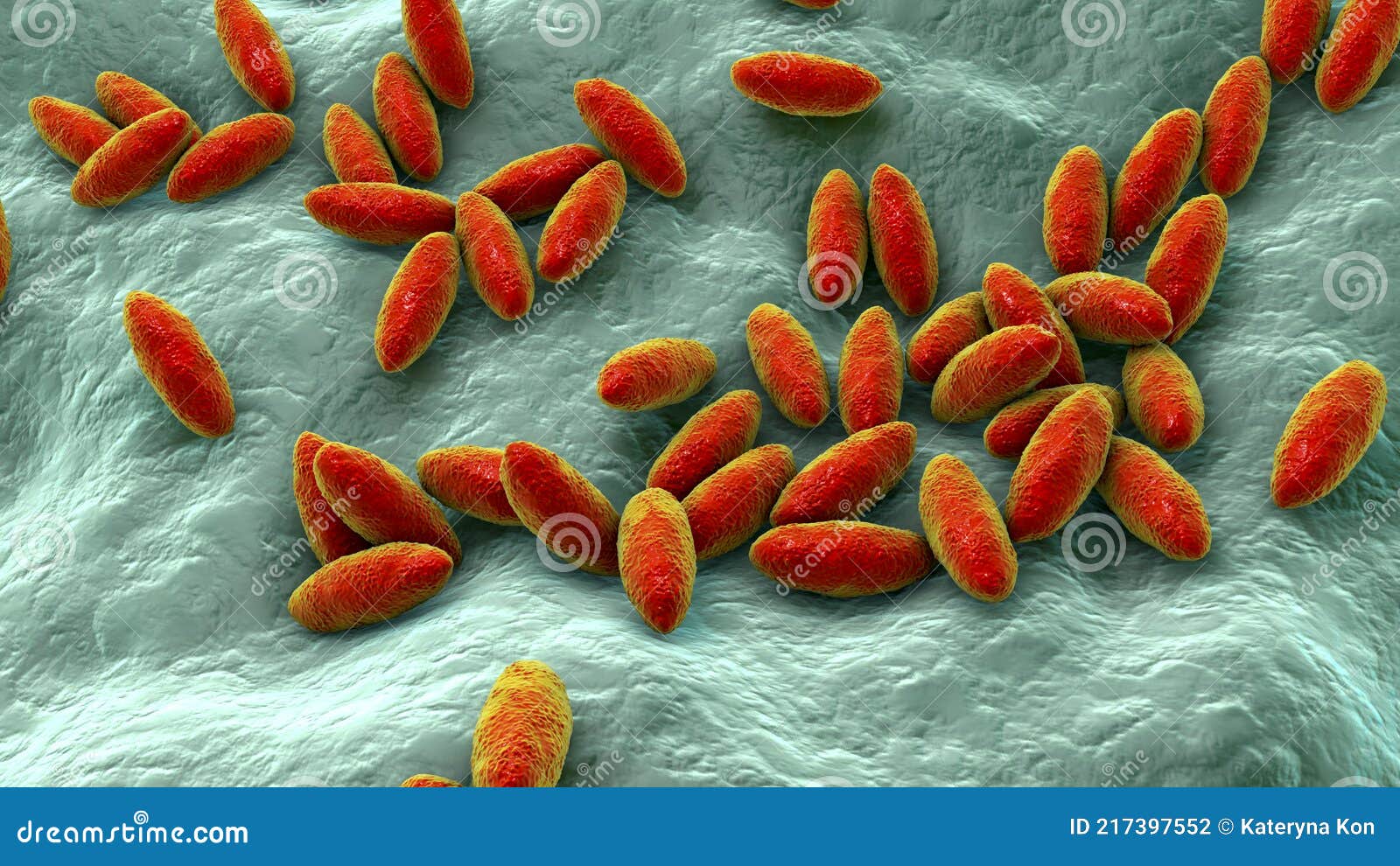 Brucella Bacteria, the Causative Agent of Brucellosis, 3D Illustration ...