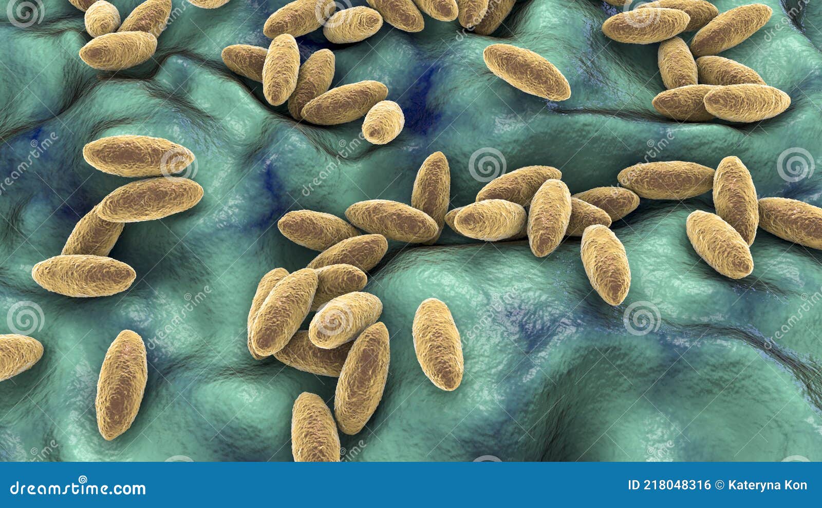 Brucella Bacteria, the Causative Agent of Brucellosis, 3D Illustration ...