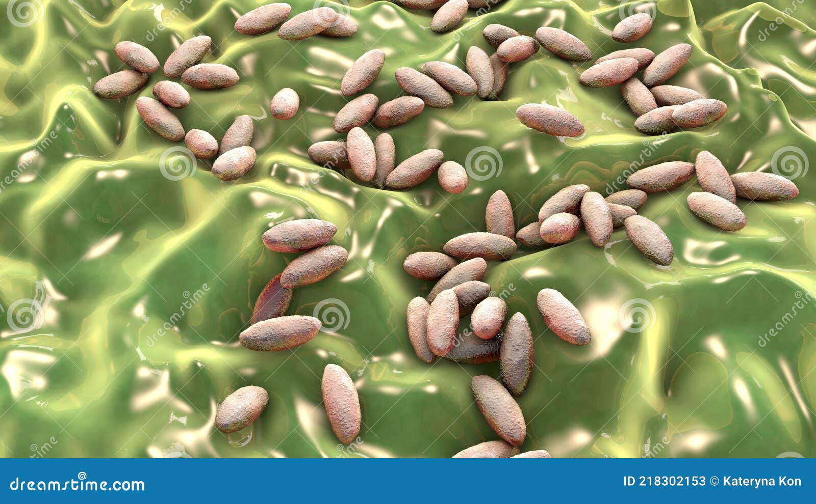 Brucella Bacteria, the Causative Agent of Brucellosis, 3D Illustration ...