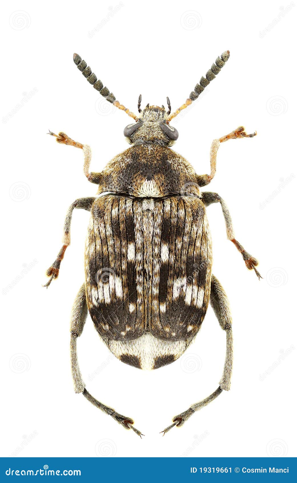 Bruchus Pisorum - Pea Weevil, Pea Beetle And Pea Seed Beetle. Bean ...