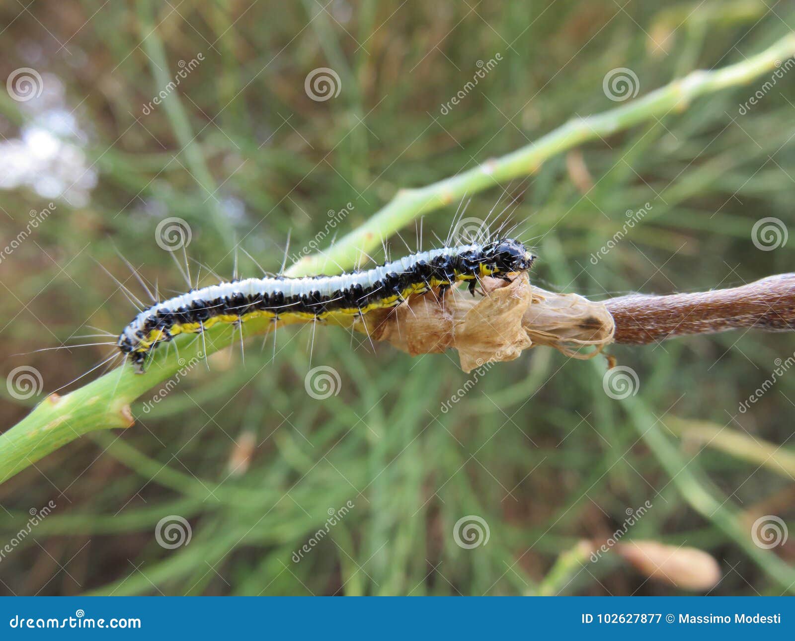Bruco immagine stock. Immagine di uniforme, durante - 102627877