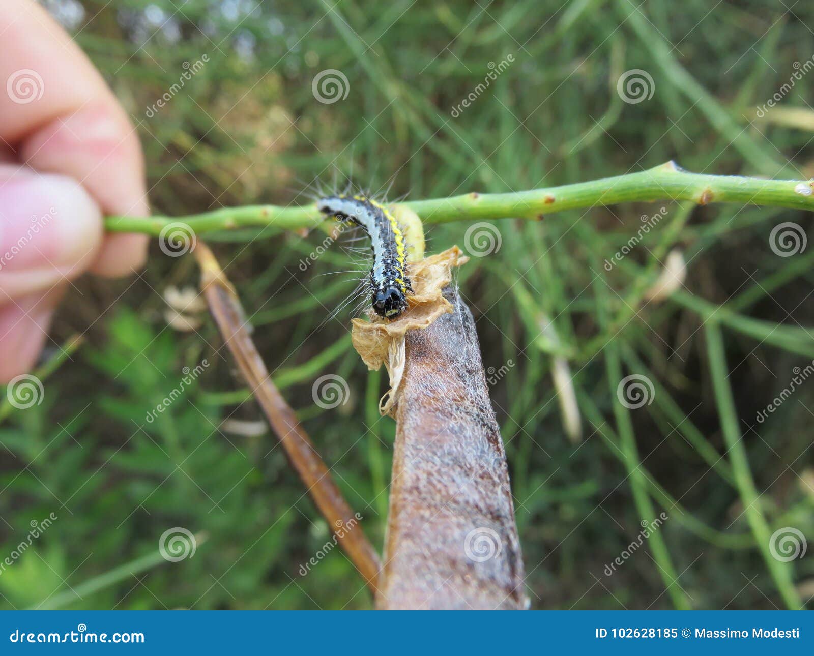 Bruco immagine stock. Immagine di insetto, corpo, capelli - 102628185