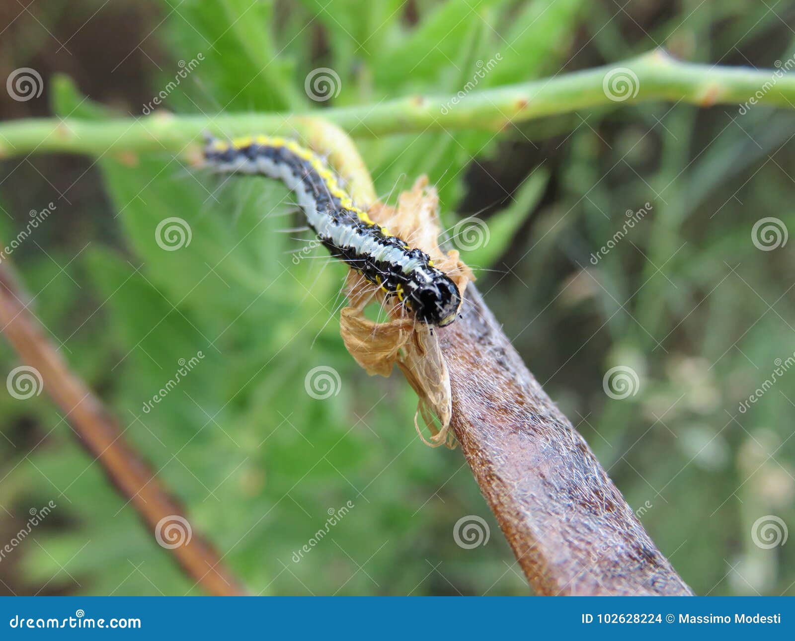 Bruco foto de archivo. Imagen de insecto, piel, larva - 102628224