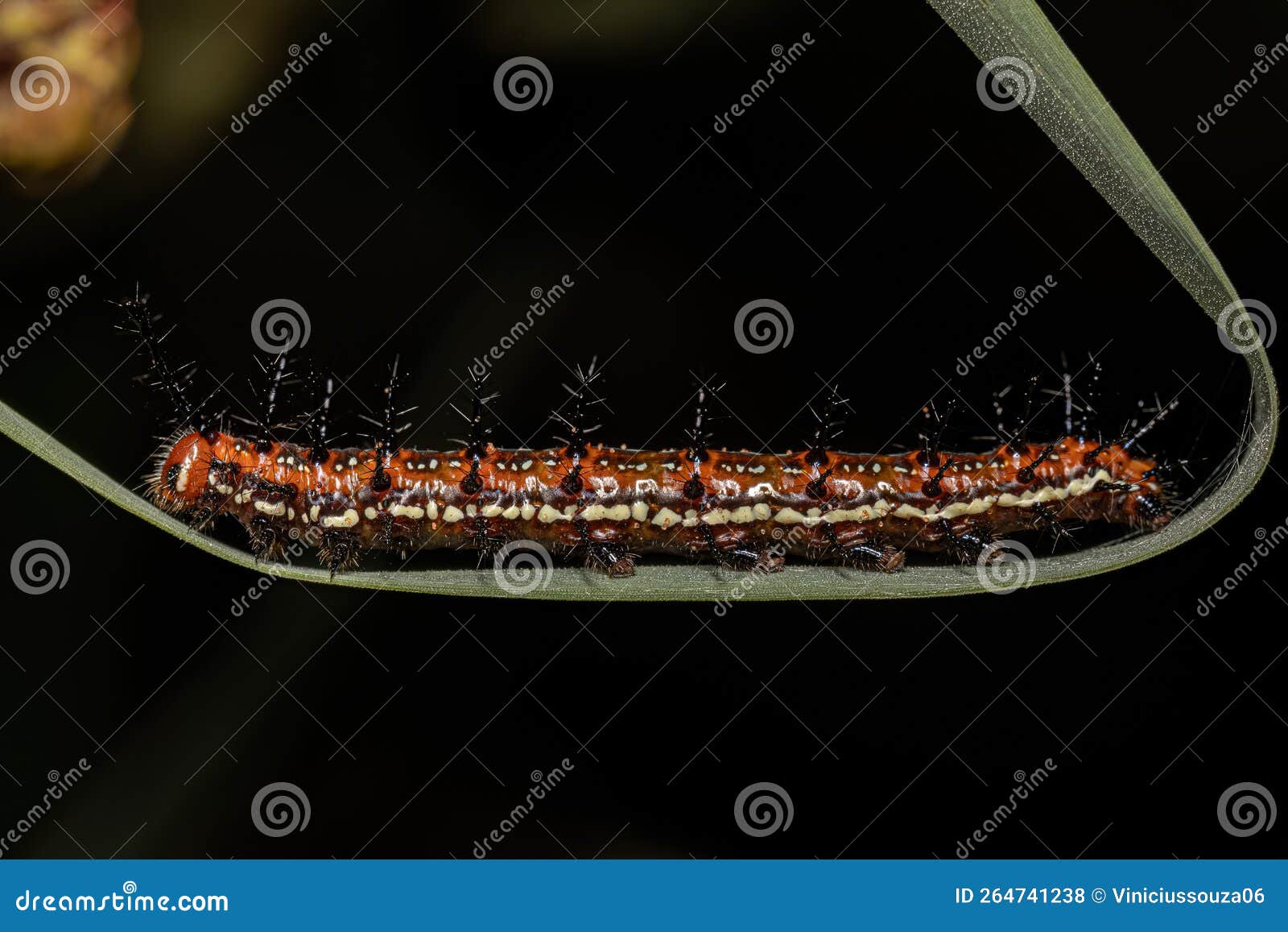 Bruco di farfalla fotografia stock. Immagine di larva - 264741238