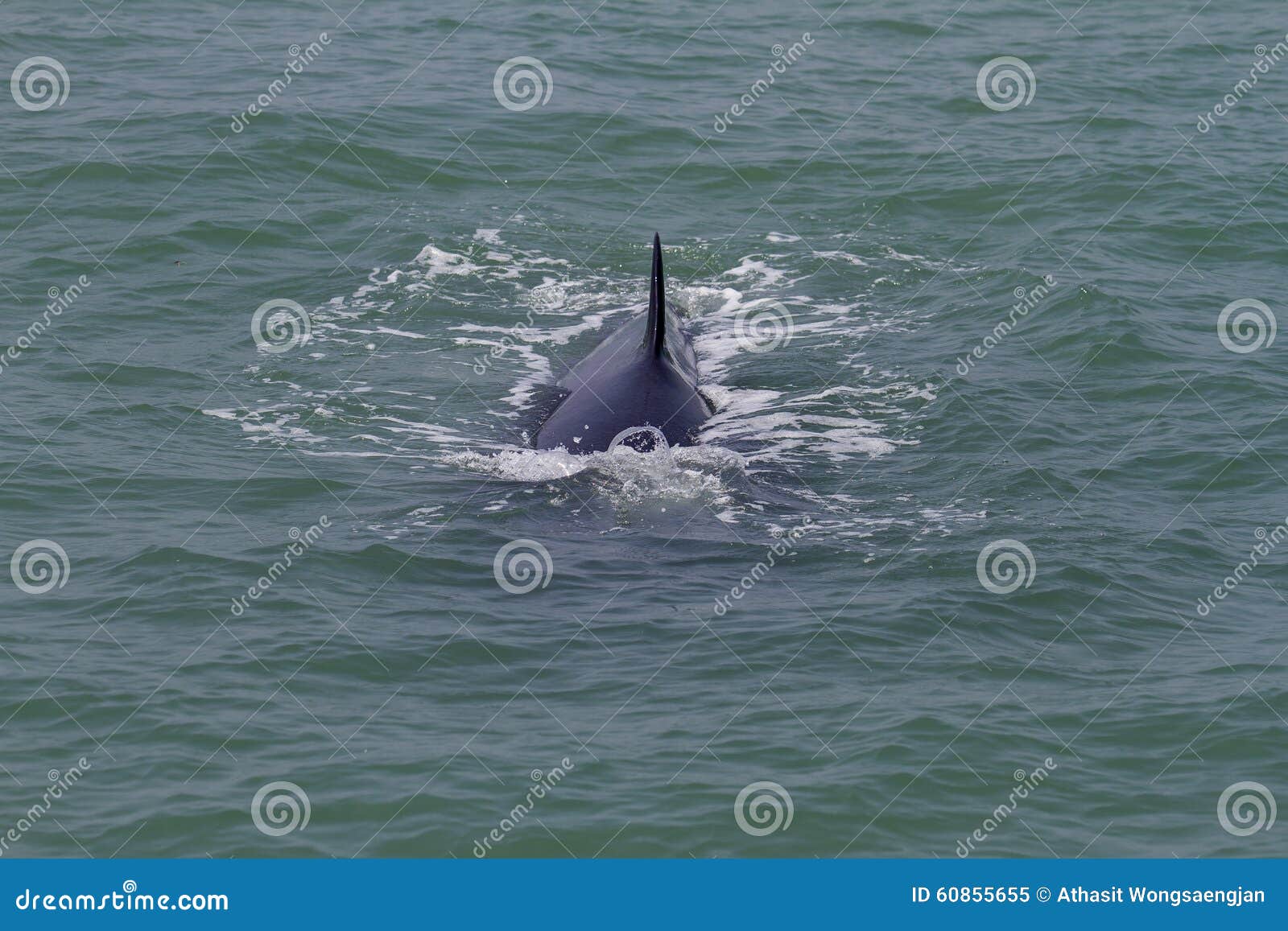 Bruda s whale stock image. Image of dolphin, bruda, whale - 60855655