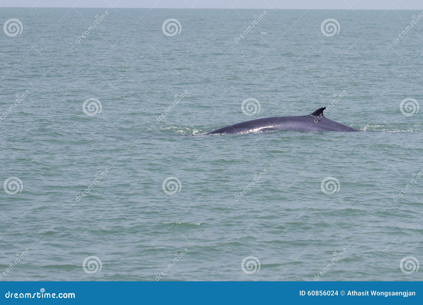Bruda s whale stock photo. Image of bruda, water, ocean - 60856024