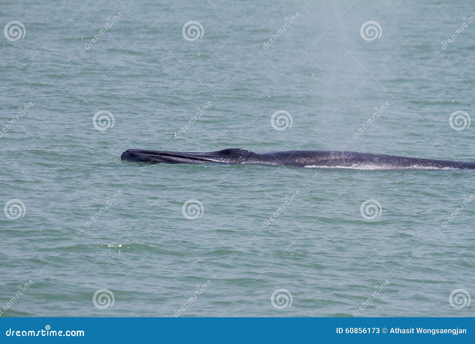 Bruda s whale stock image. Image of bryde, invite, pink - 60856173