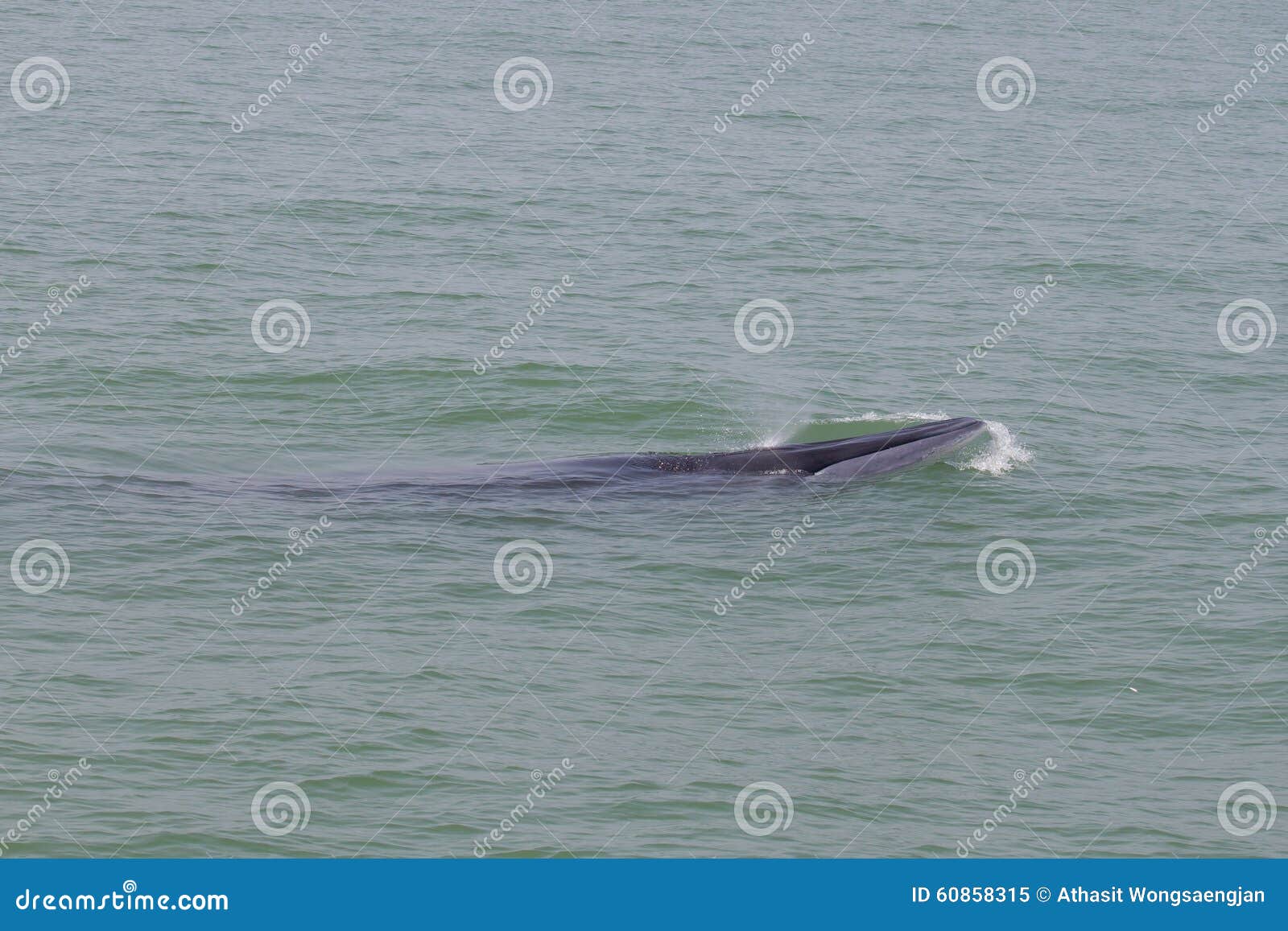 Bruda s whale stock image. Image of bryde, seeb, bruda - 60858315