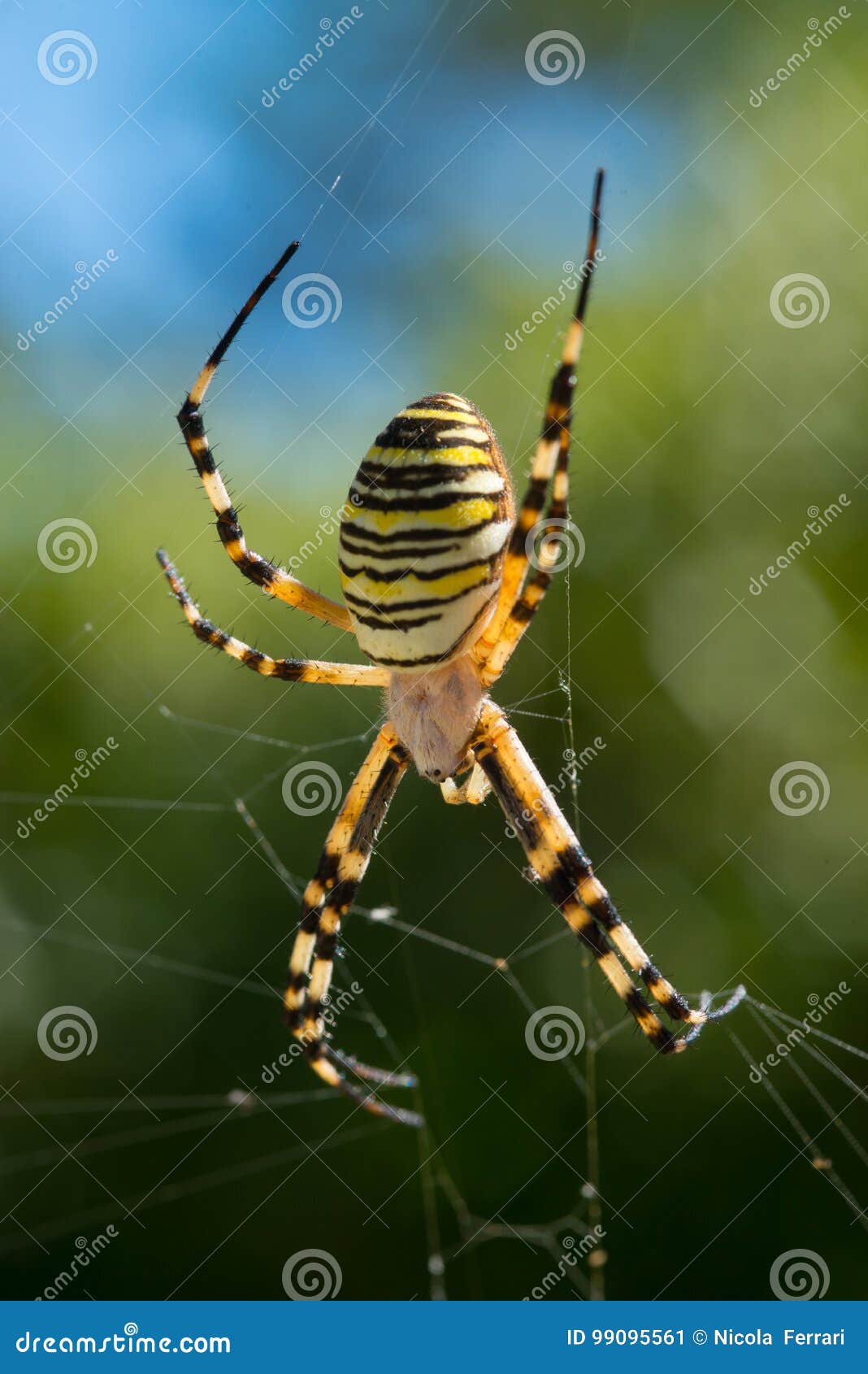 Bruennichi Nero E Giallo Variopinto Del Argiope Del Ragno Della Vespa ...