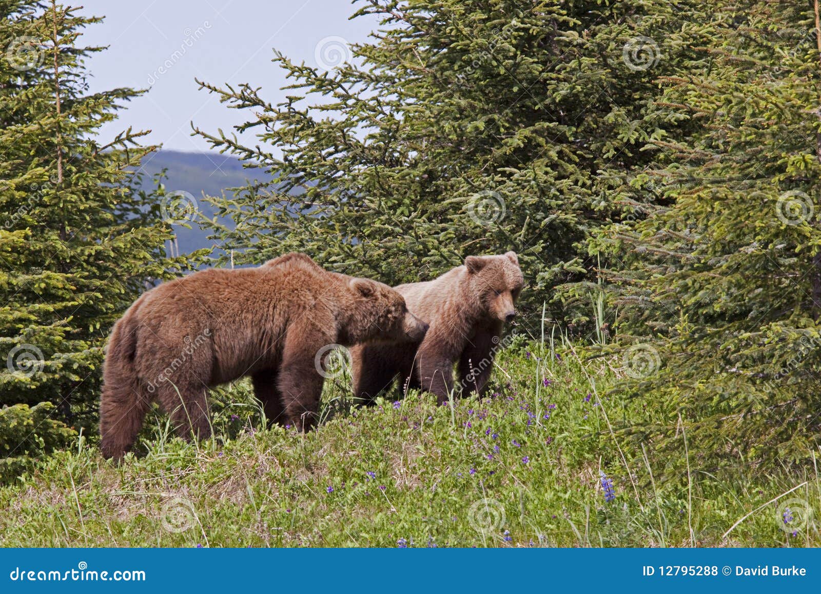 Bruin draag beer en zeug stock foto. Image of alaskan - 12795288