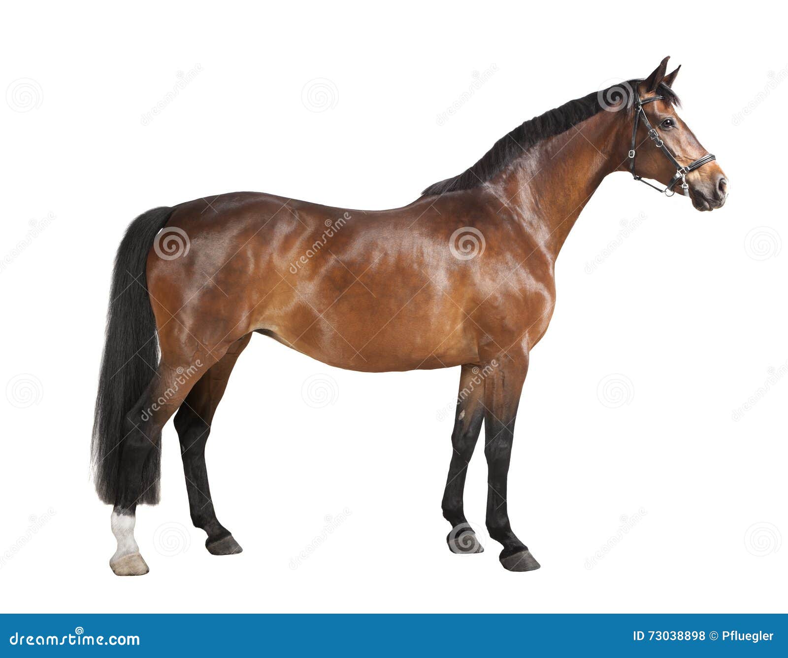 Bruin geïsoleerd paard stock foto. Image of paarden, knipsel - 73038898