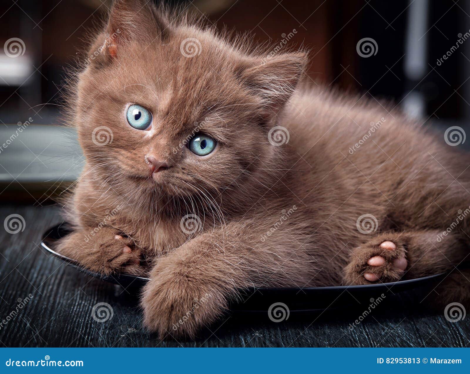 Bruin Katje Op Zwarte Plaat Stock Afbeelding - Image of binnenlands ...