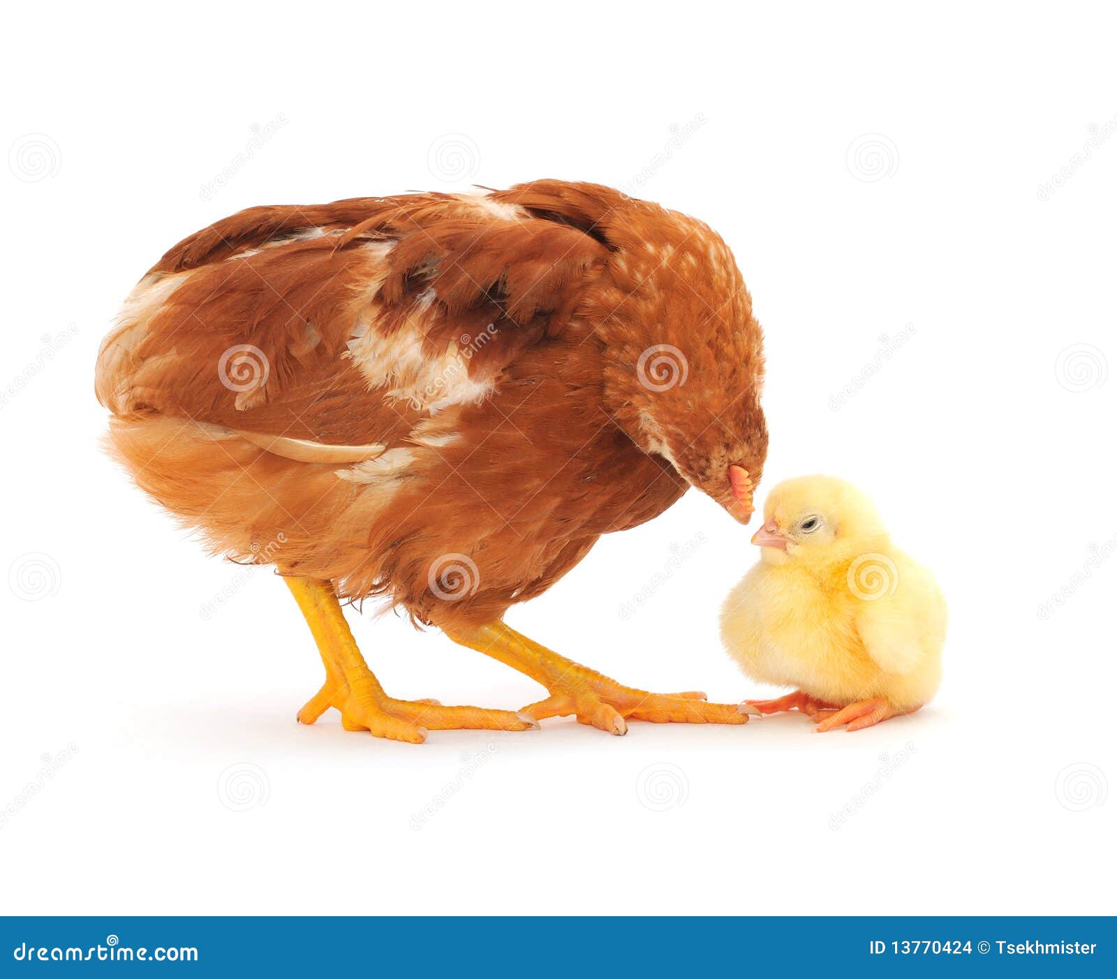 Bruin kip en kuiken stock foto. Image of landbouwbedrijf - 13770424