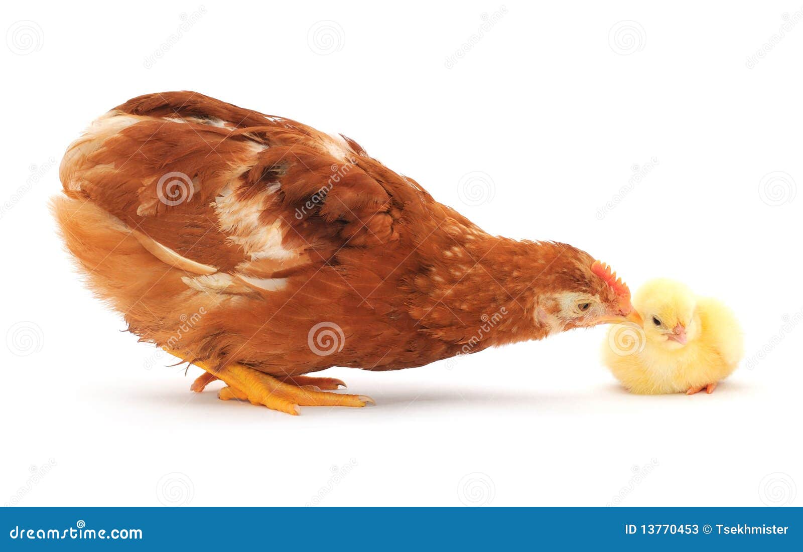 Bruin kip en kuiken stock afbeelding. Image of vleugel - 13770453