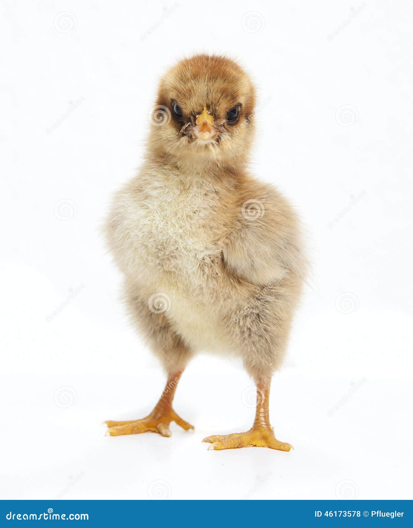 Bruin kuiken stock foto. Image of status, vrij, achtergrond - 46173578