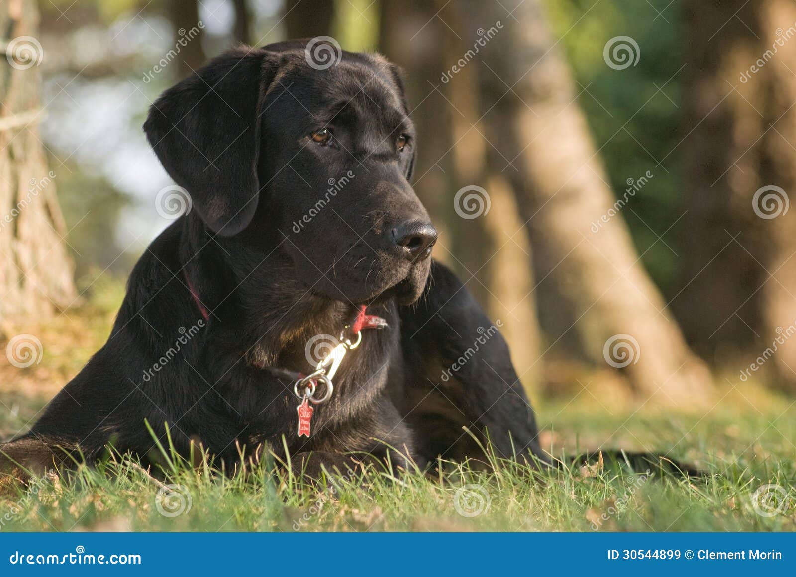 Bruin Labrador headshot stock afbeelding. Image of zonsondergang - 30544899
