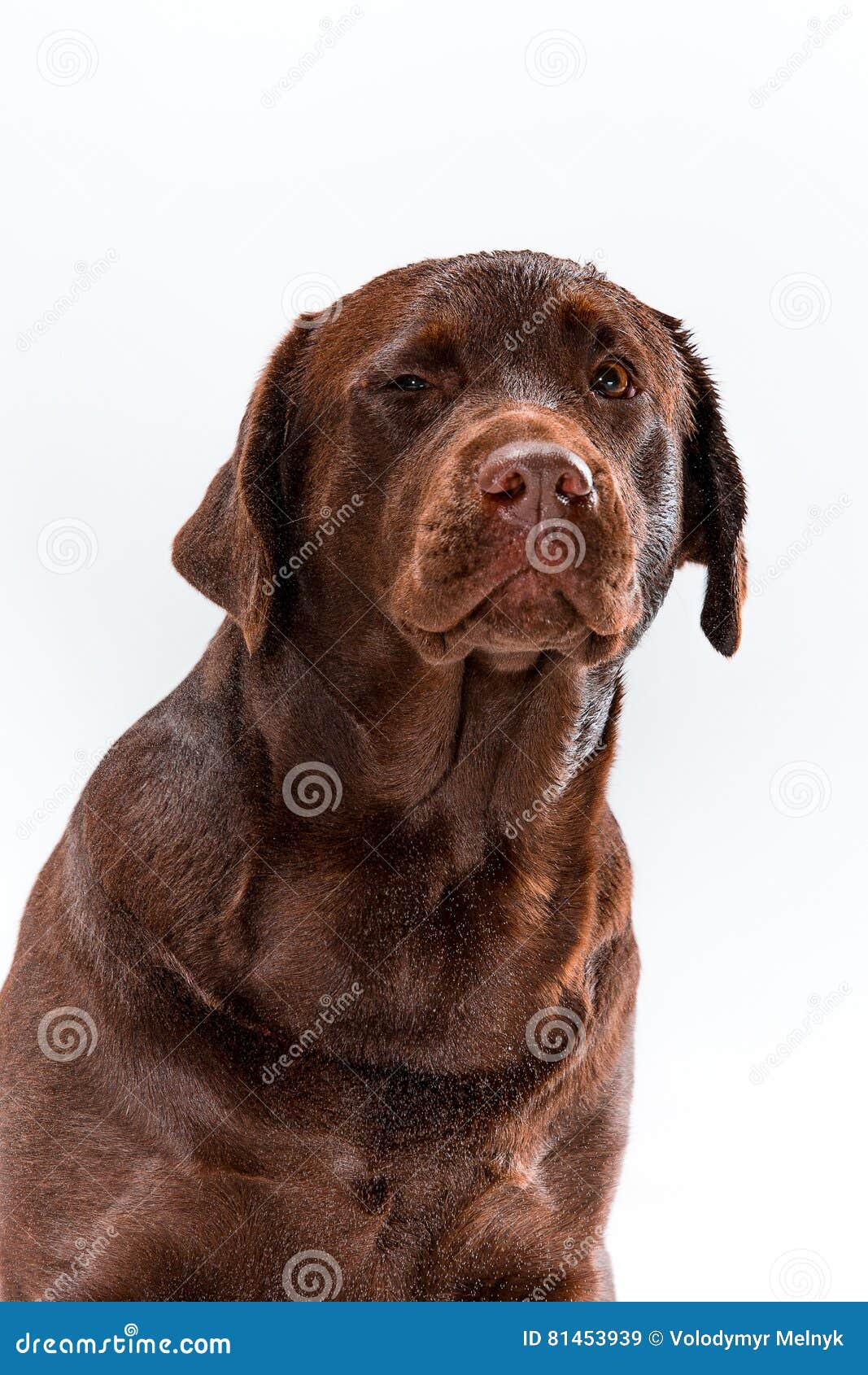 Bruin Labrador Retriever Op Wit Stock Afbeelding - Image of tong, dier ...