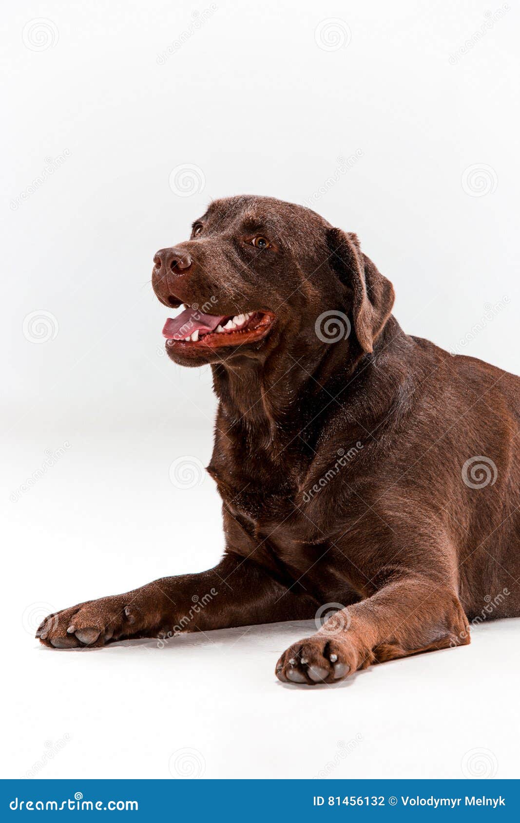 Bruin Labrador Retriever Op Wit Stock Foto - Image of hond, jong: 81456132