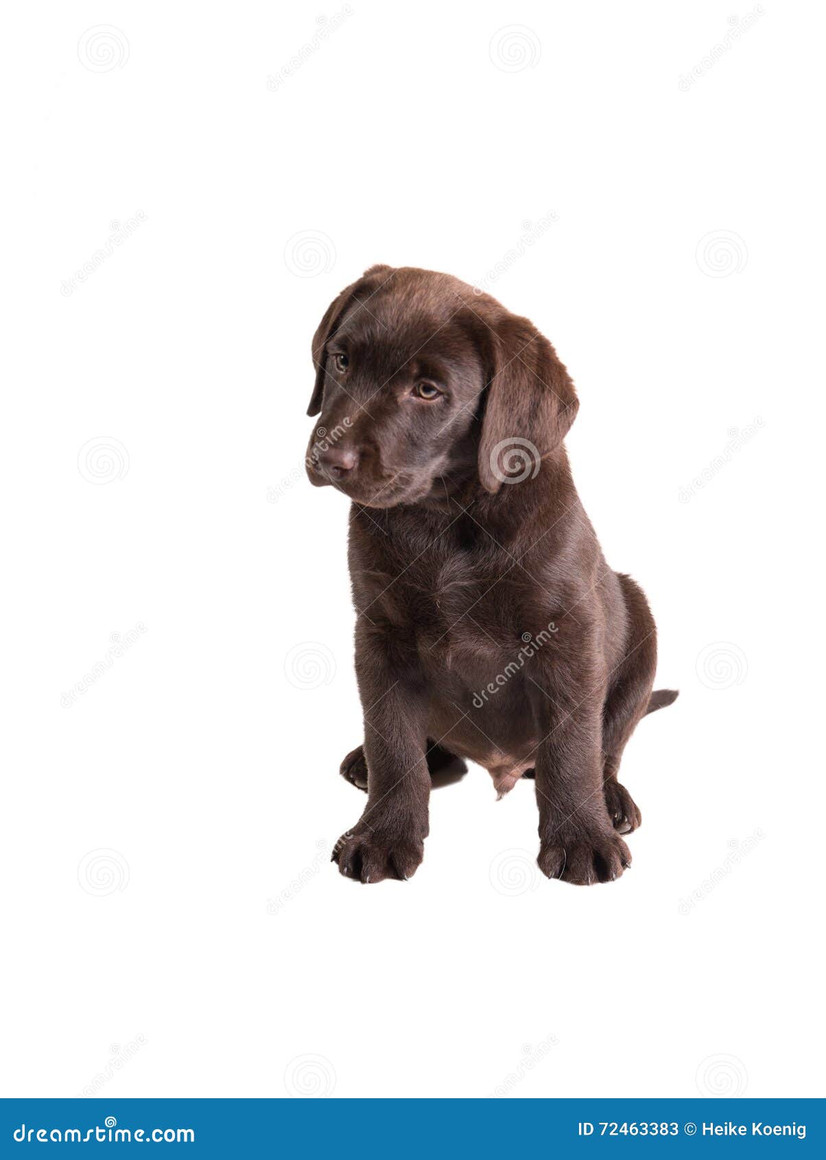 Bruin Labrador Retriever-puppy Stock Afbeelding - Image of bont ...